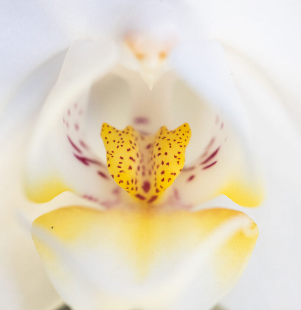 Tithe - Daily Bible Verse