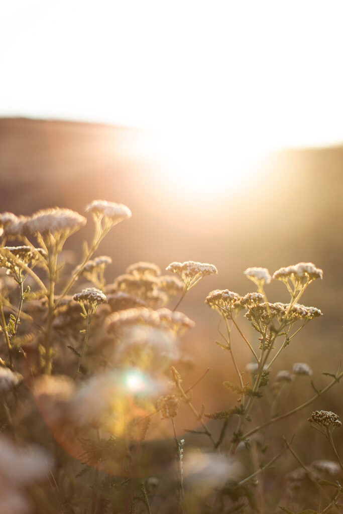 793. God is our rock and shield - Daily Bible Verse