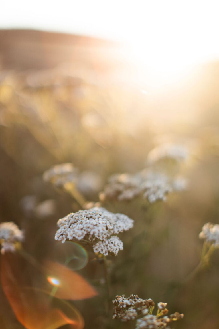 1099. Lie not one to another - daily bible verse - Daily Bible Verse