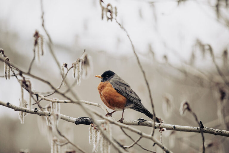 1200. Christ is coming back - daily bible verse - Daily Bible Verse